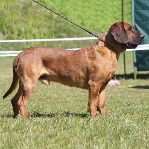 Hanoverian Scenthound Dog Breed Information - American Kennel Club