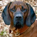 Hanoverian Scenthound Dog Breed Information - American Kennel Club