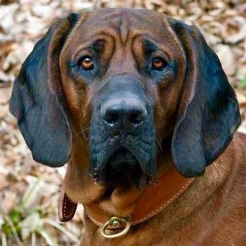 Hanoverian Scenthound Dog Breed Information - American Kennel Club