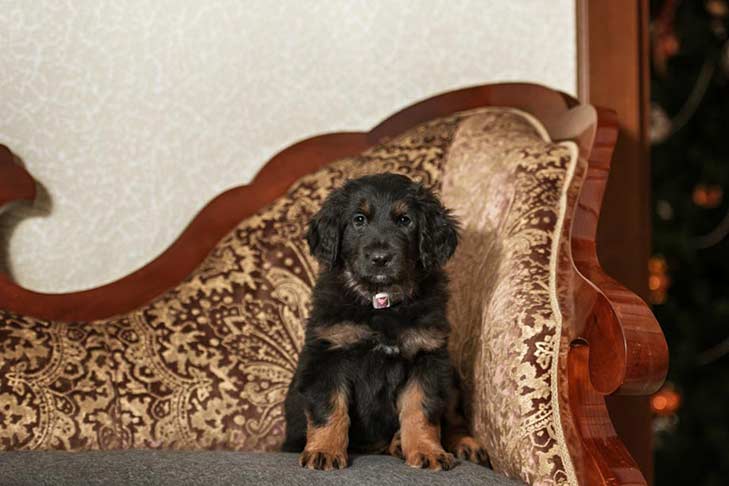 Hovawart Dog Breed Information - American Kennel Club