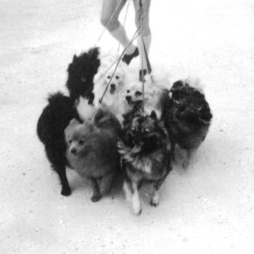 German Spitz Dog Breed Information - American Kennel Club