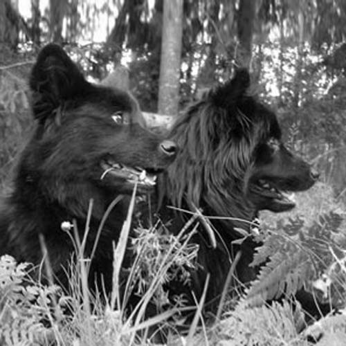 Swedish Lapphund Dog Breed Information - American Kennel Club