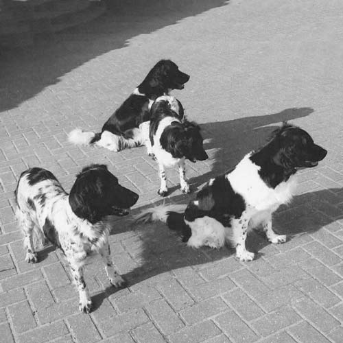 Stabyhoun Dog Breed Information - American Kennel Club