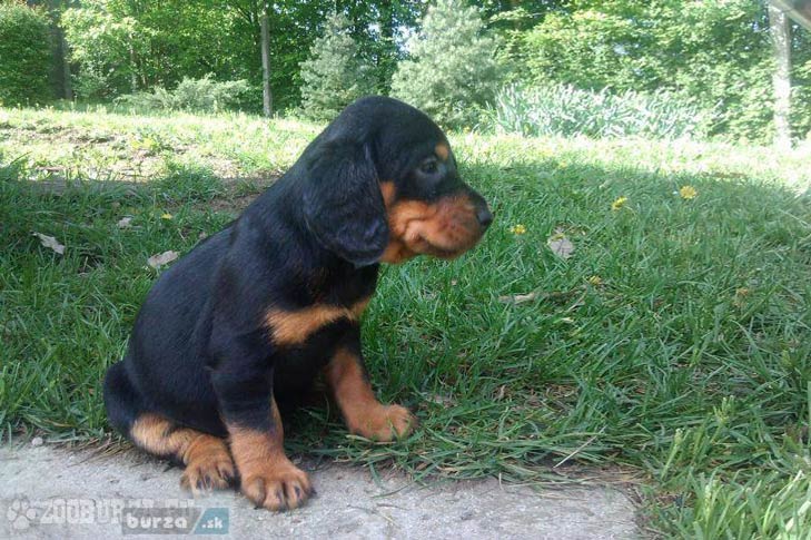 Slovensky Kopov Dog Breed Information - American Kennel Club