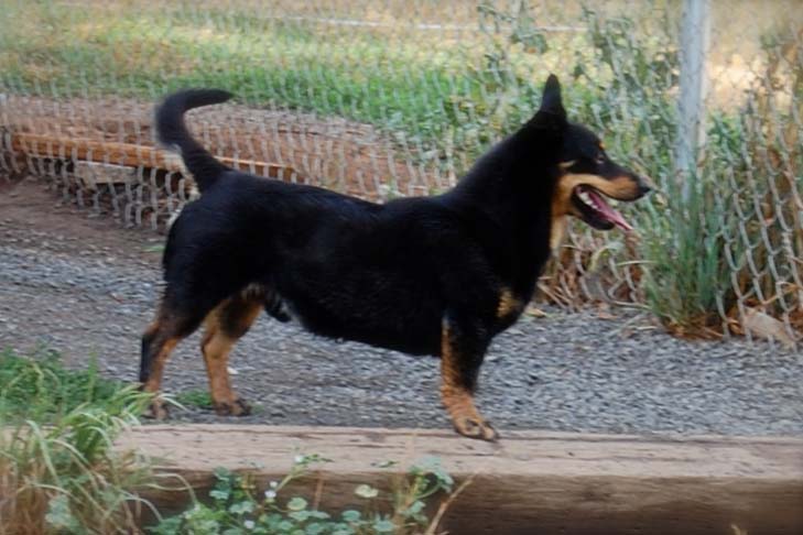 Lancashire Heeler Dog Breed Information - American Kennel Club