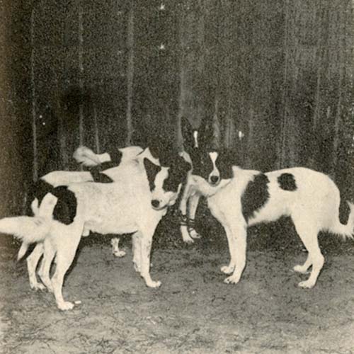 Canaan Dog Dog Breed Information