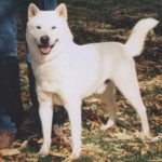 Kishu Ken Dog Breed Information - American Kennel Club
