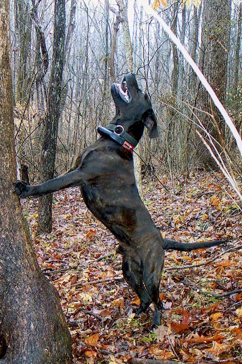 Treeing Tennessee Brindle Dog Breed Information - American Kennel Club