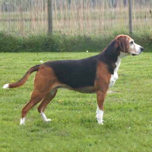 Hamiltonstovare Dog Breed Information - American Kennel Club