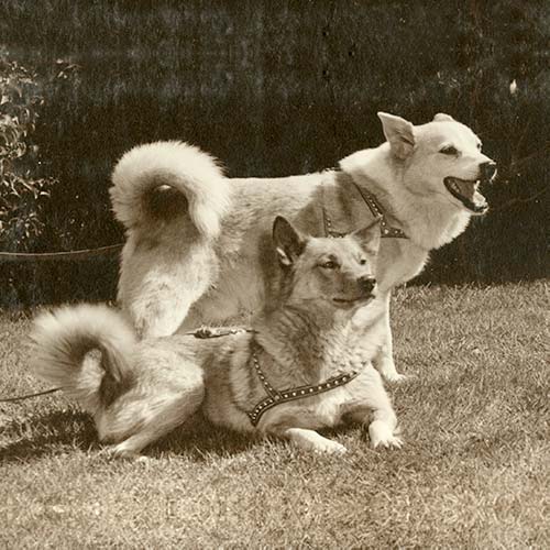 Icelandic Sheepdog Dog Breed Information