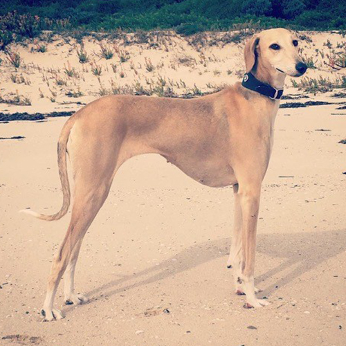 Azawakh Dog Breed Information - American Kennel Club