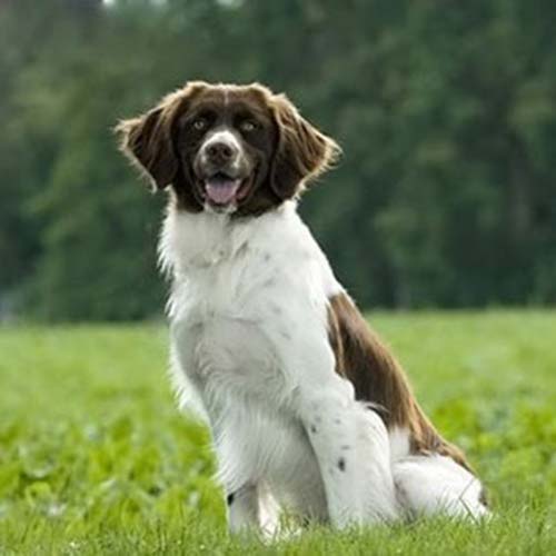 Drentsche Patrijshond Dog Breed Information - American Kennel Club