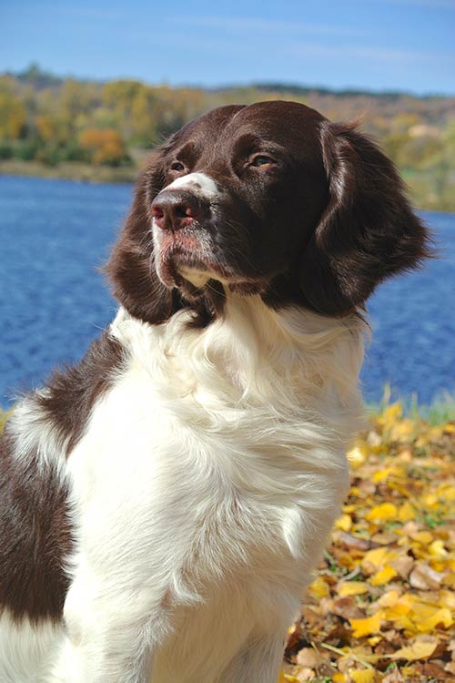 Drentsche Patrijshond Dog Breed Information - American Kennel Club