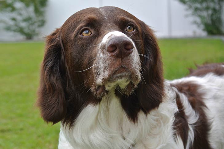 Drentsche Patrijshond Dog Breed Information - American Kennel Club