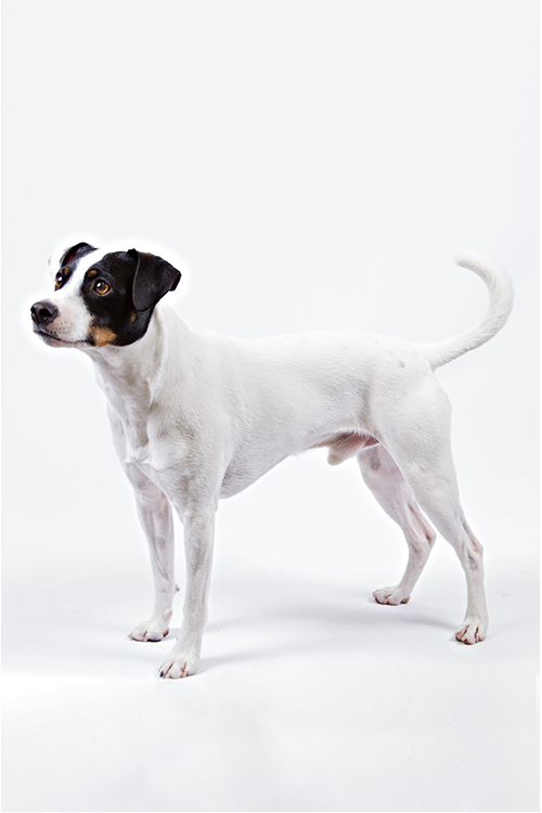 Danish-Swedish Farmdog Dog Breed Information - American Kennel Club