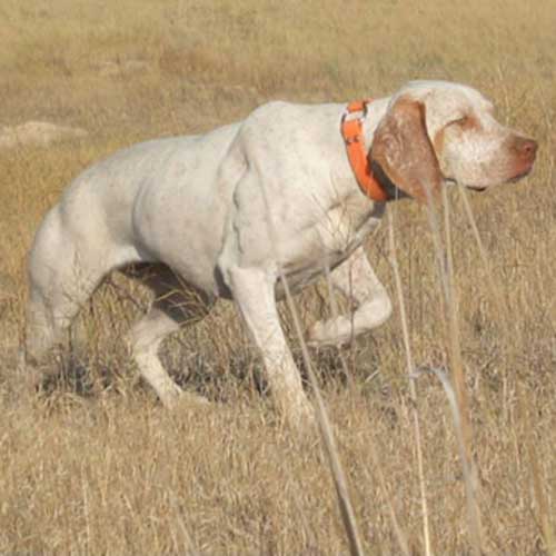 Braque du Bourbonnais Dog Breed Information - American Kennel Club
