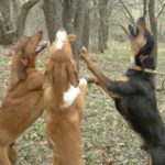 American Leopard Hound Dog Breed Information - American Kennel Club