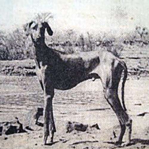 Azawakh Dog Breed Information - American Kennel Club