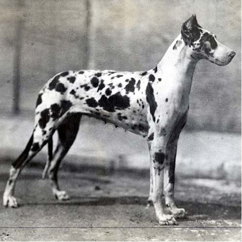 Great Dane Dog Breed Information