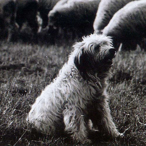 Polish Lowland Sheepdog Dog Breed Information