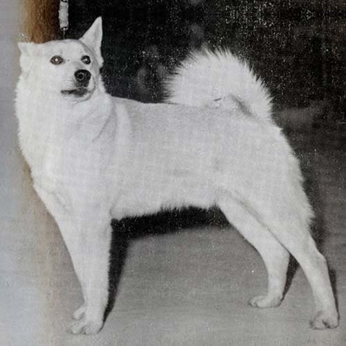 Norwegian Buhund Dog Breed Information