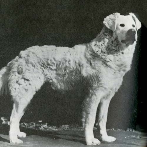 Kuvasz Dog Breed Information