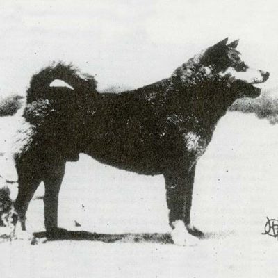 Shiba Inu Dog Breed Information