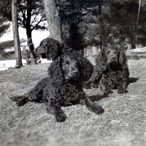 American Water Spaniel Dog Breed Information