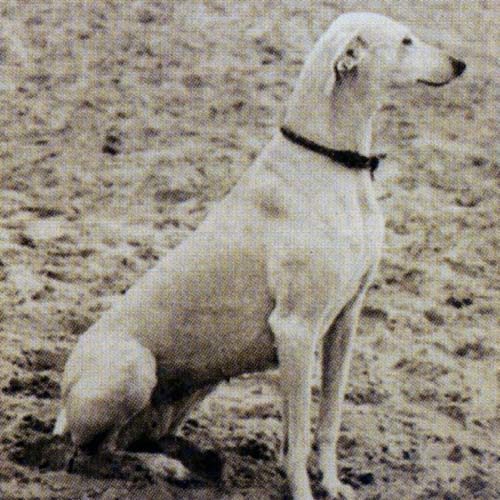 Sloughi Dog Breed Information