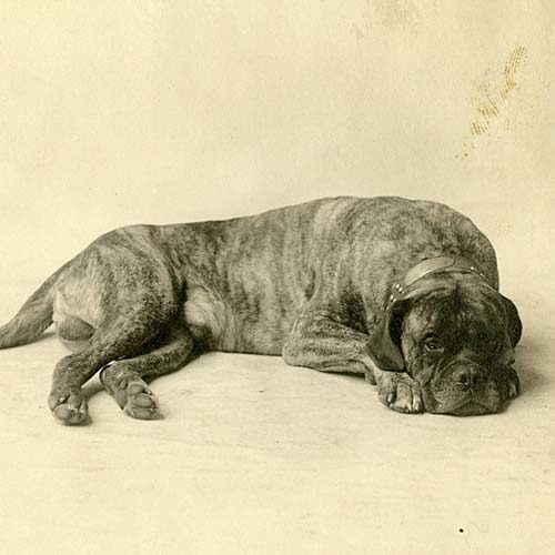 Mastiff Dog Breed Information