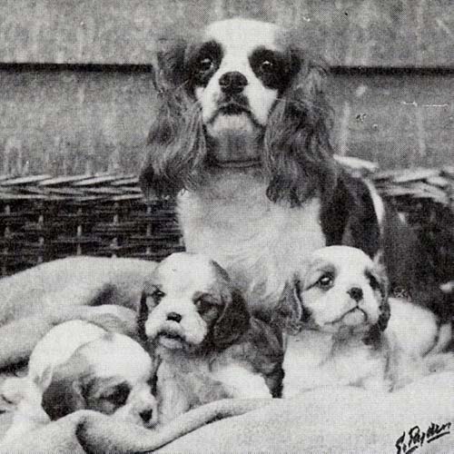 Cavalier King Charles Spaniel Dog Breed Information