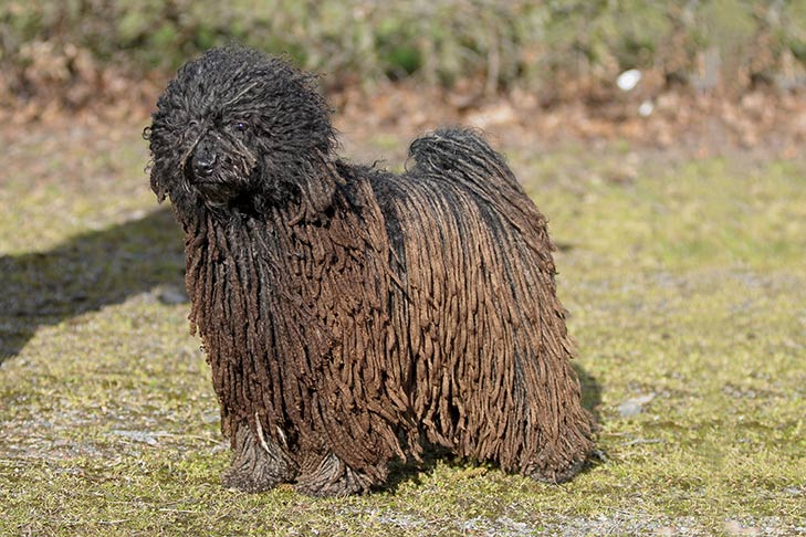 Puli Dog Breed Information