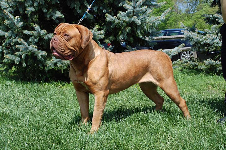 Dogue de Bordeaux Dog Breed Information