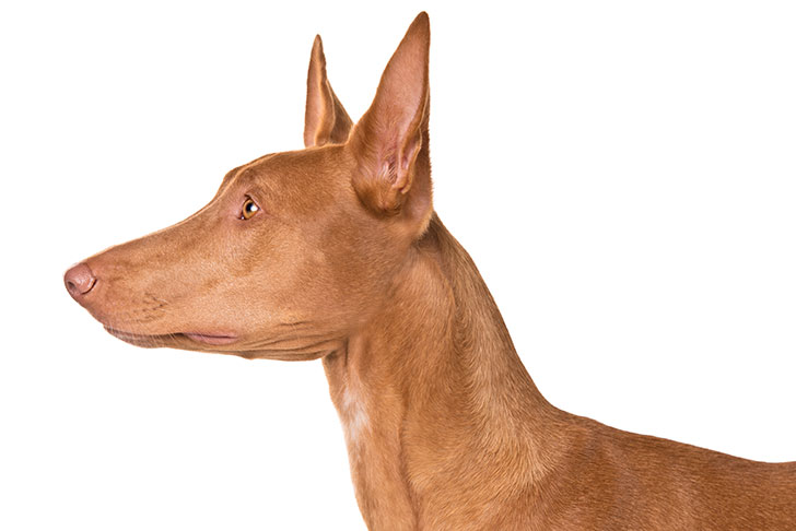 Pharaoh Hound Dog Breed Information