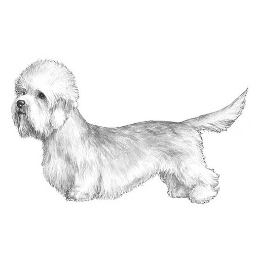 Dandie Dinmont Terrier Puppies For Sale