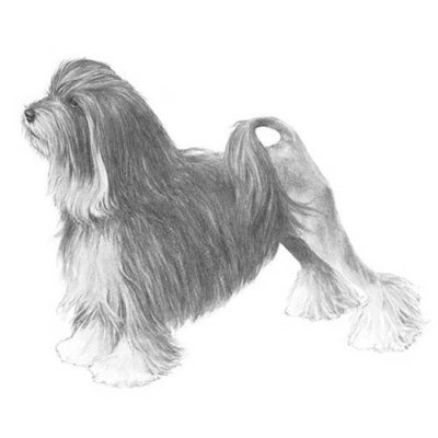 Lowchen (little Lion Dog) Puppies For Sale