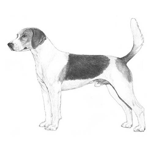 Harrier Dog Breed Information