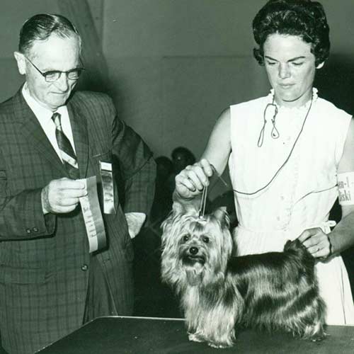 Yorkshire Terrier (Yorkie) Dog Breed Information