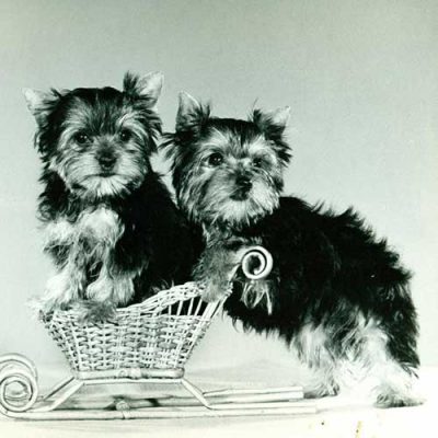 Yorkshire Terrier (Yorkie) Dog Breed Information