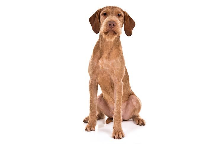 Wirehaired Vizsla Dog Breed Information