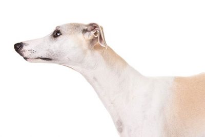Whippet Pictures - American Kennel Club