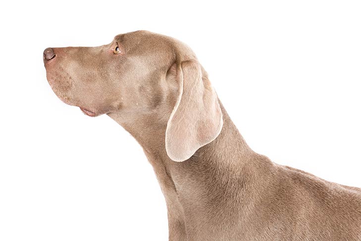 Weimaraner Dog Breed Information