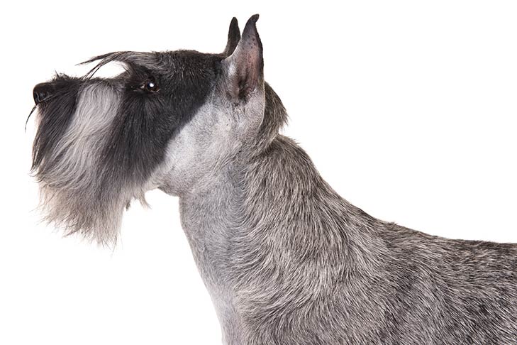 Standard Schnauzer Dog Breed Information