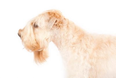 Soft Coated Wheaten Terrier Pictures - American Kennel Club