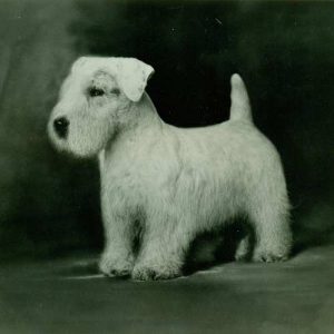 Sealyham Terrier Dog Breed Information