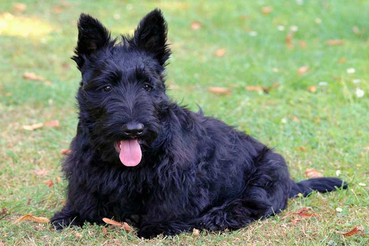 Scottish Terrier Dog Breed Information