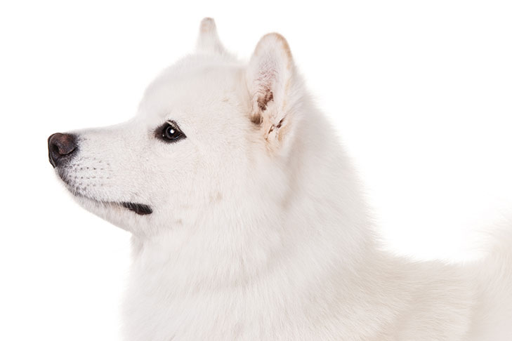 Samoyed Dog Breed Information