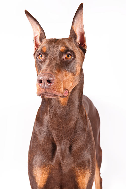 Doberman Pinscher Dog Breed Information
