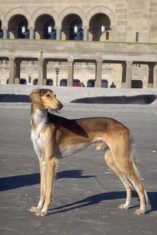 Saluki Dog Breed Information