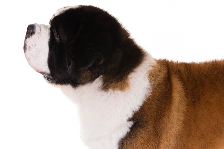Saint Bernard Dog Breed Information